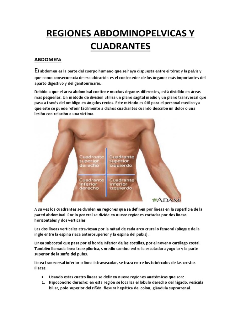 Regiones Abdominopelvicas y Cuadrantes (2) | Estreñimiento | Abdomen