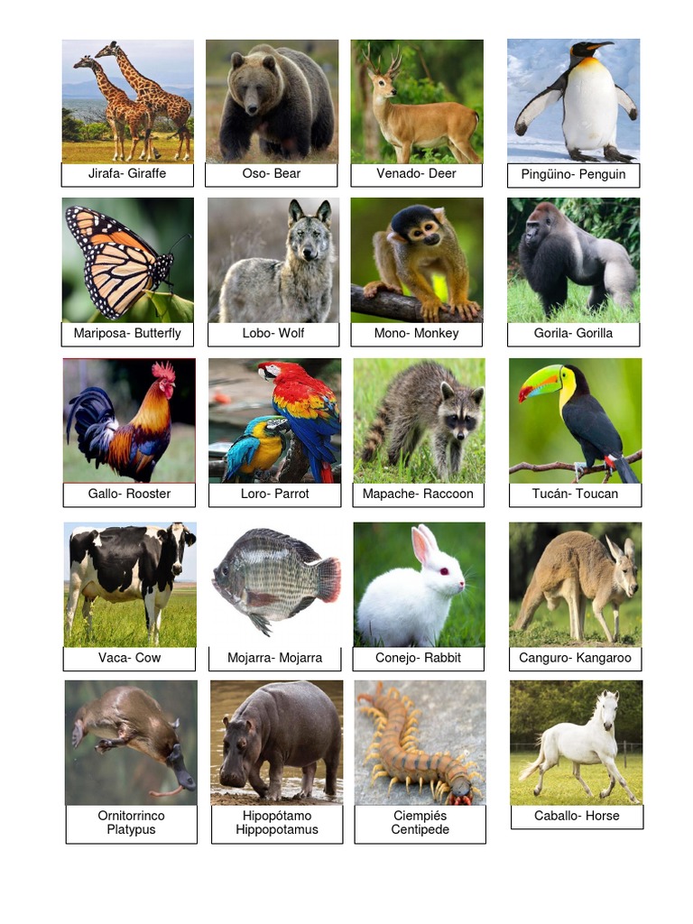 Animales en inglés y español | PDF