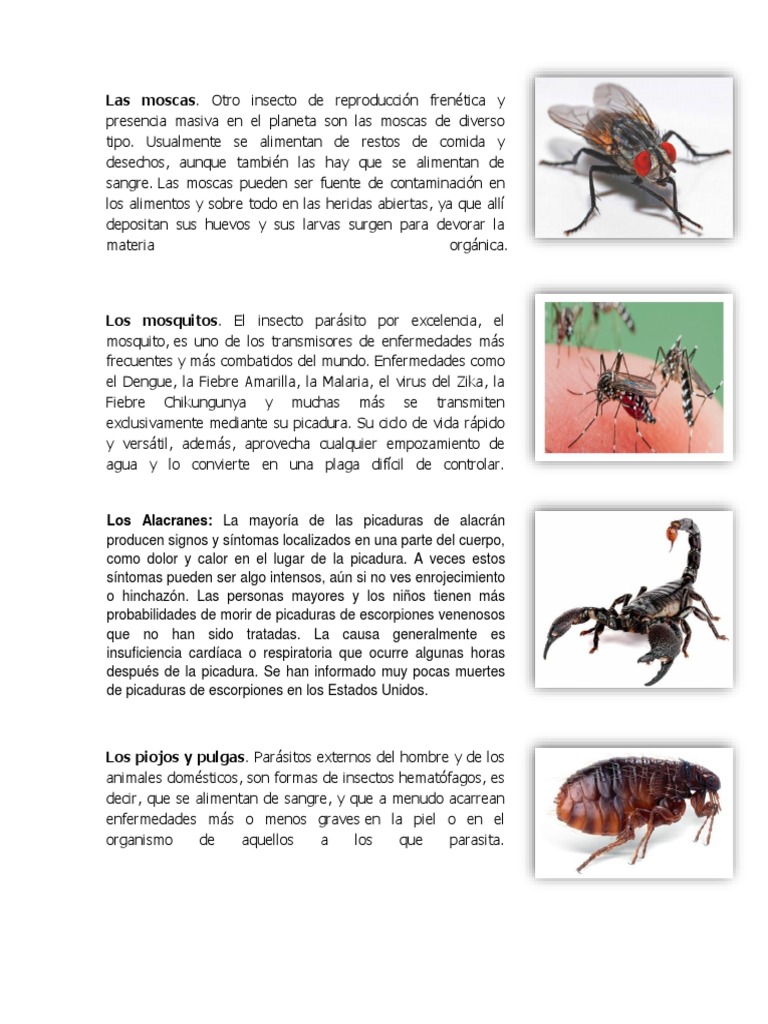 Animales e insectos perjudiciales para la salud | PDF | Insectos | Mosca