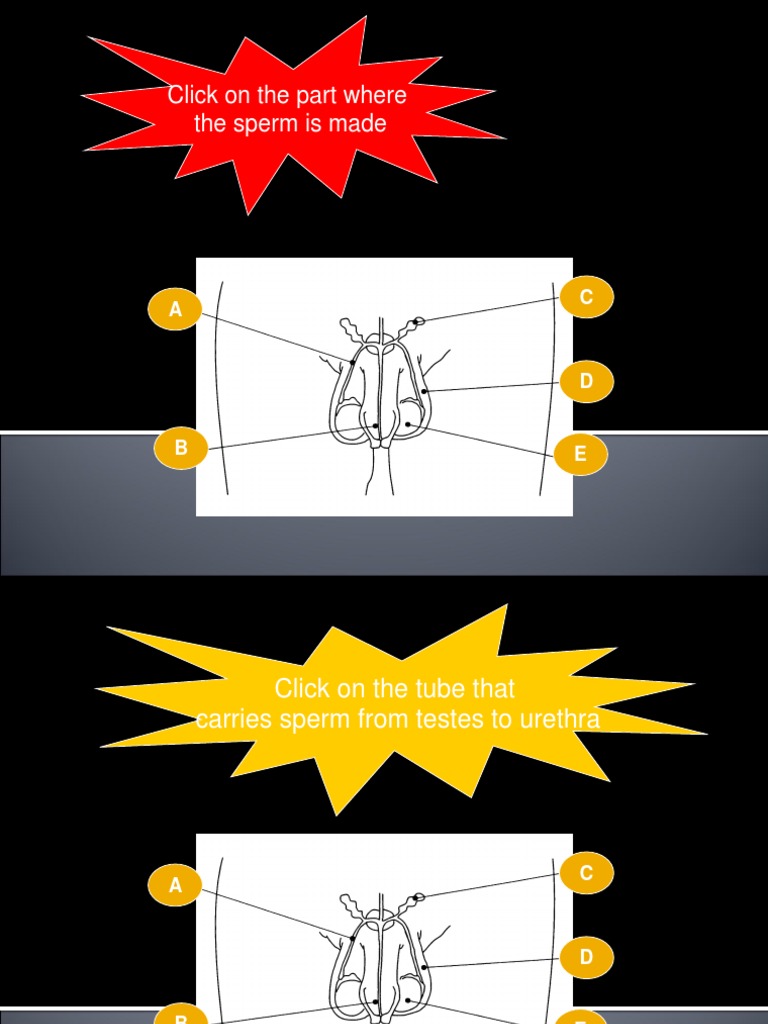 Reproductive System Interactive Labelling | PDF