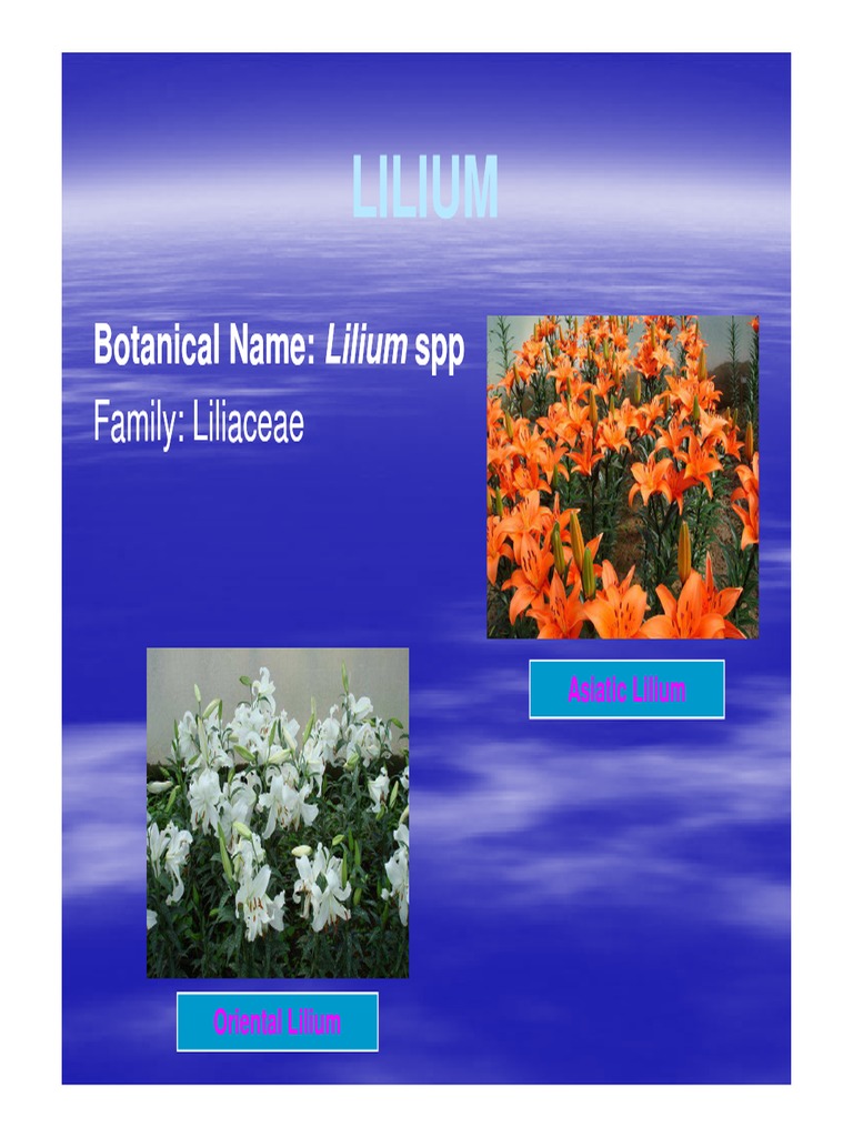 VSF 231 Flori Lect 14 Lilium | PDF | Lilium | Branches Of Botany