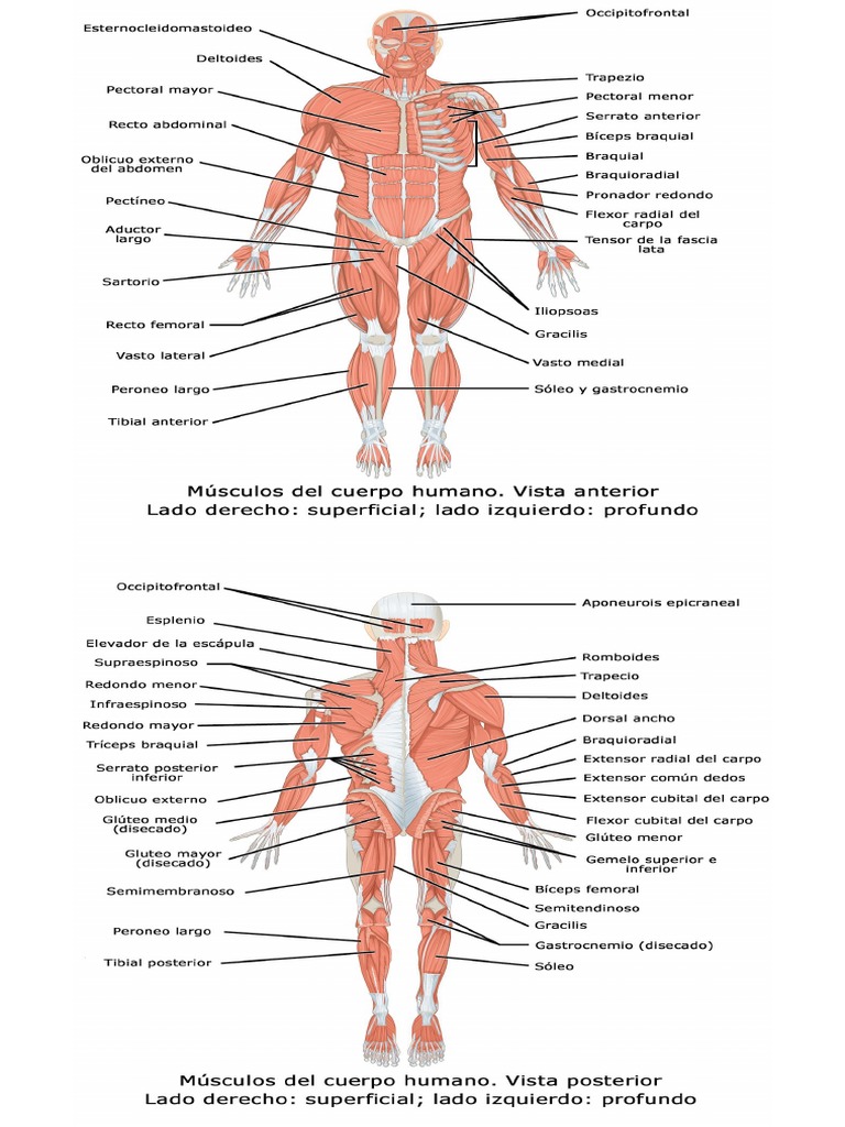 Los Musculos Del Cuerpo Humano | PDF