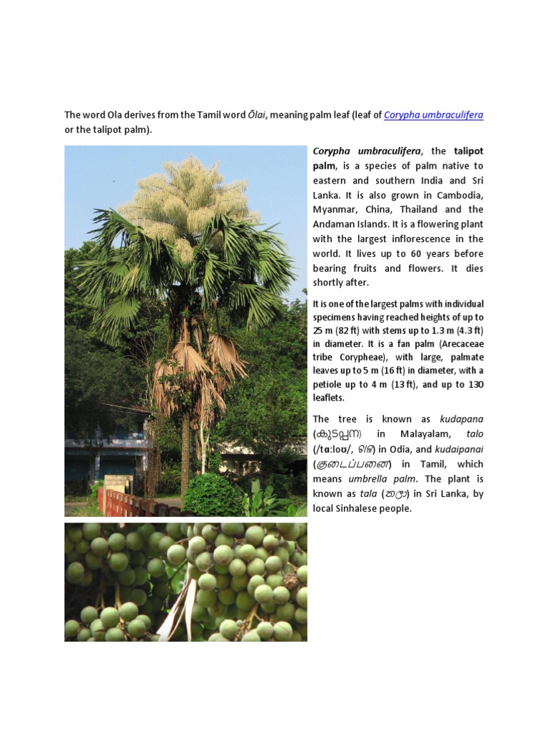About Talipot Palm Tree | PDF