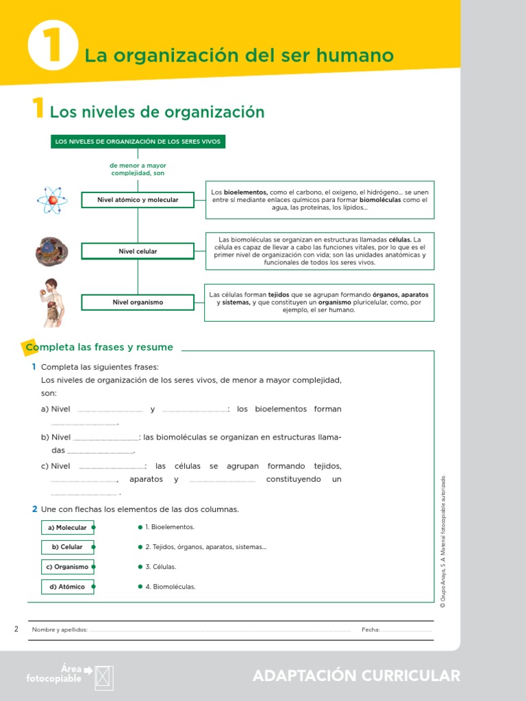 1 Los Niveles de Organización LA CELULA | PDF | Citoplasma | Ribosoma