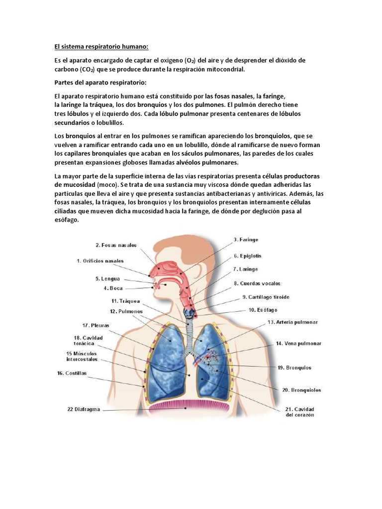 El Sistema Respiratorio Humano | PDF | Pulmón | Sistema respiratorio