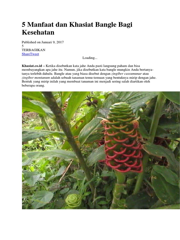 5 Manfaat Dan Khasiat Bangle Bagi Kesehatan | PDF | Memasak, Makanan ...