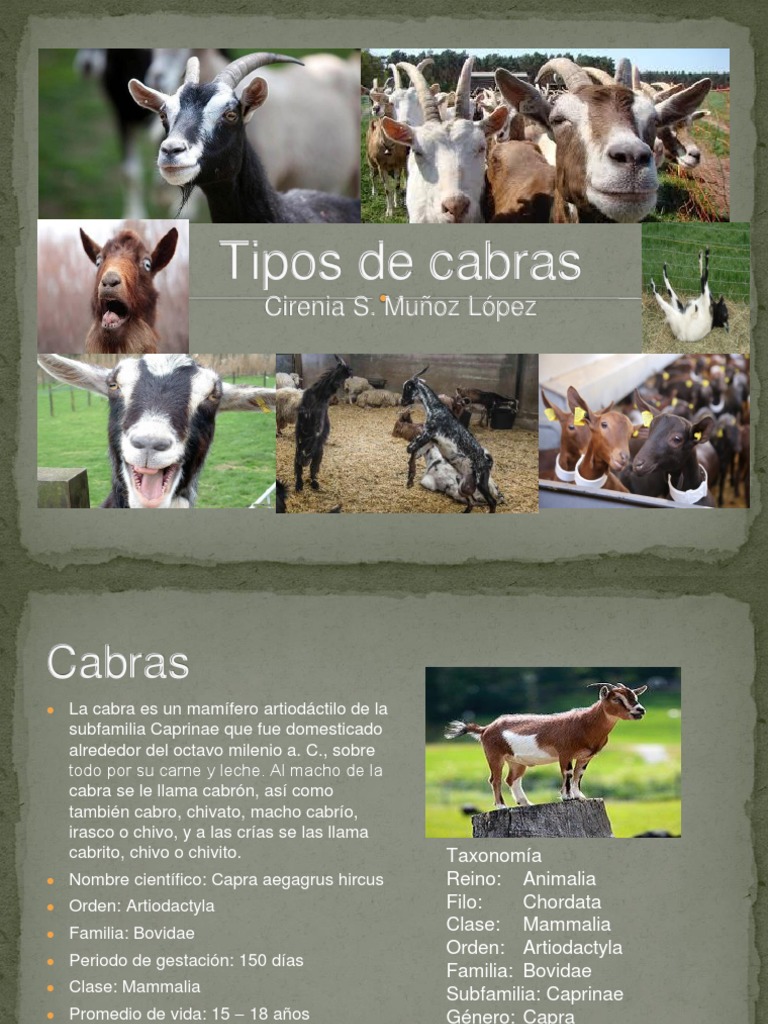 Razas De Cabras Blancas Y Negras