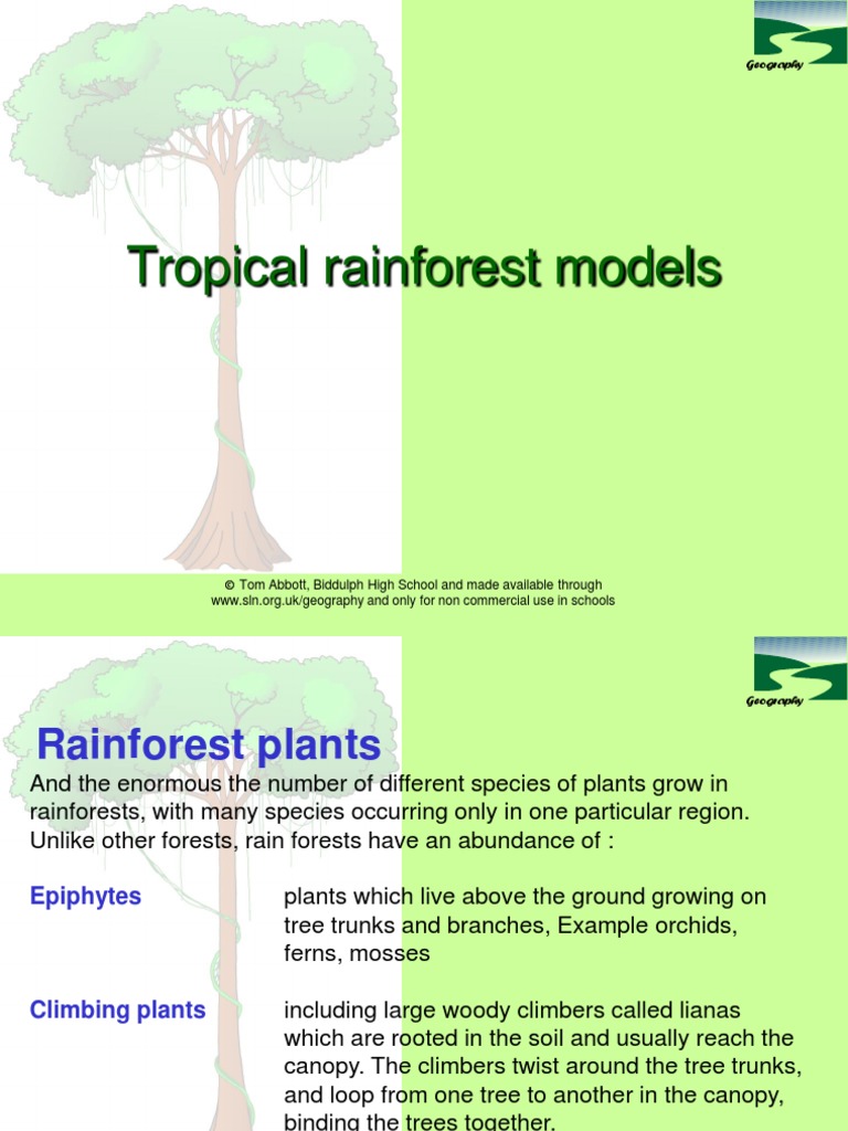Rainforest | PDF | Trees | Rainforest