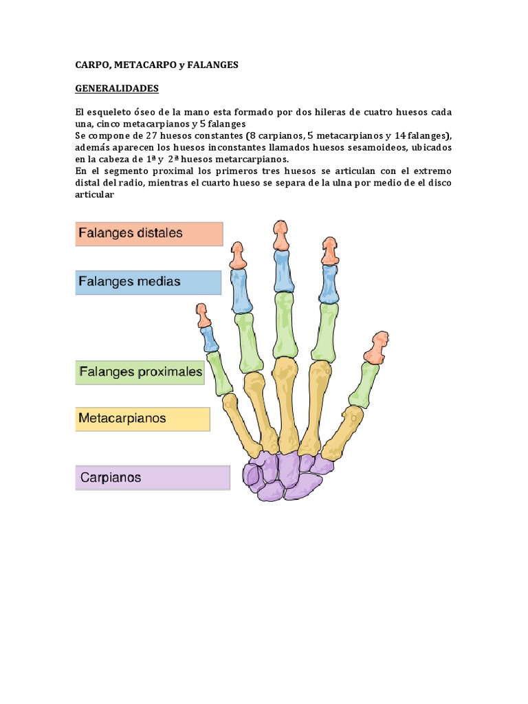 Huesos del Carpo, Metacarpo y Falanges | PDF | Mano | Sistema ...