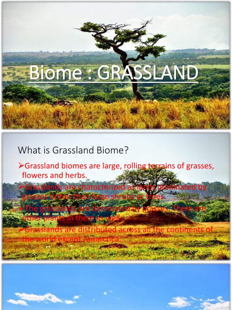 Biome: Grassland | PDF | Home & Garden