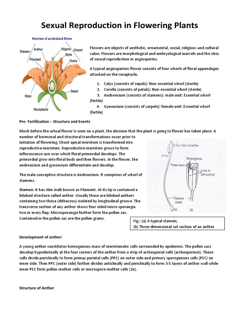 Sexual Reproduction in Flowering Plants | PDF | Pollen | Flowers
