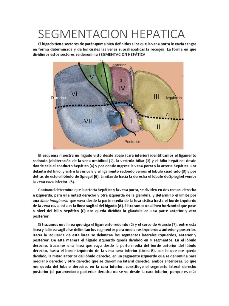 Segmentacion Hepatica Pdf Hígado Órgano Anatomía
