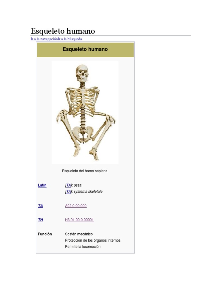 Esqueleto Humano Pdf Esqueleto Hueso