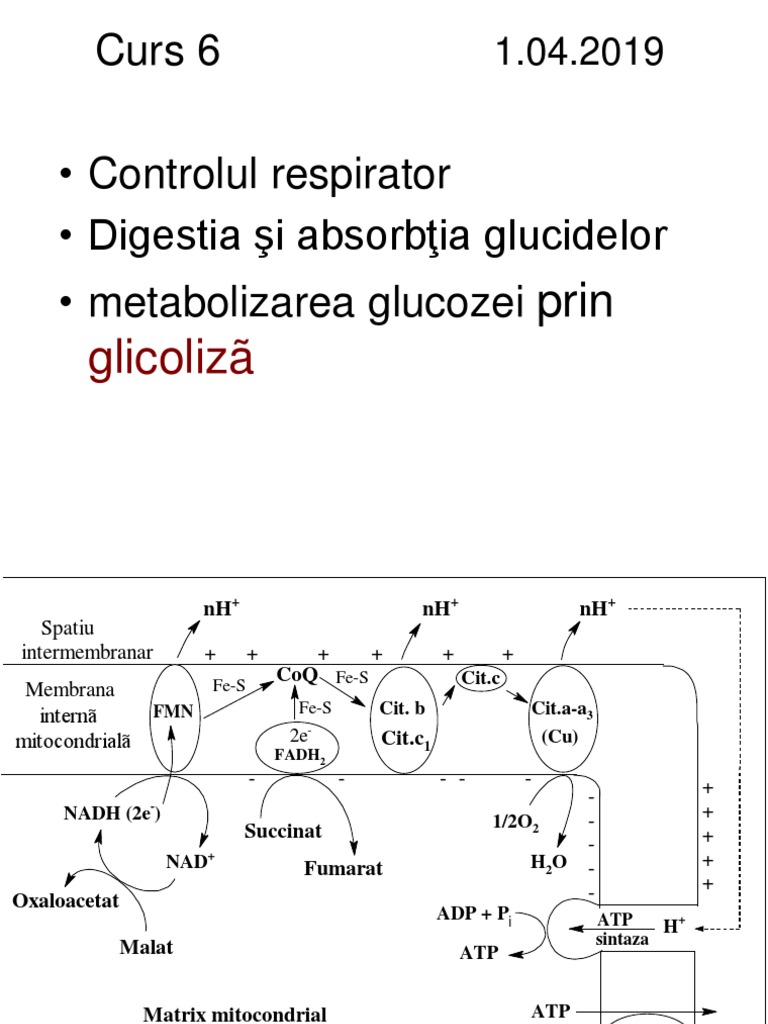 Digestie Glicoliza Krebs 2018 | PDF