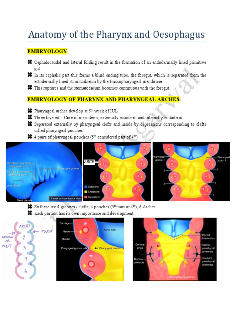 Anatomy and Embryology of the Pharynx, Oesophagus, and Pharyngeal ...