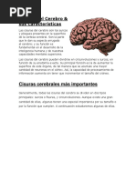 Lobulo de La Insula | PDF | Corteza Insular | Lóbulo temporal