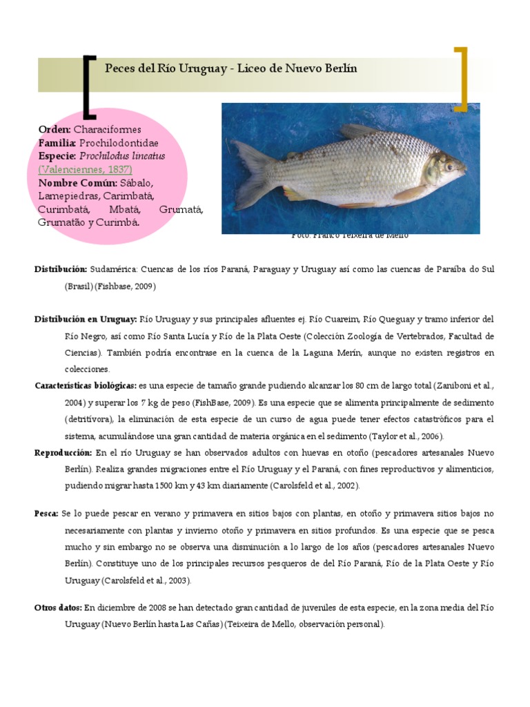 Sabalo | PDF | Vertebrados Acuáticos | Pescado