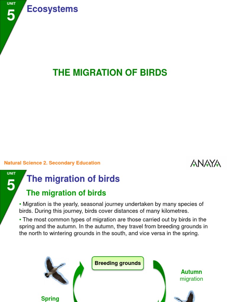 Ecosystems: The Migration of Birds | PDF | Bird Migration | Vertebrates