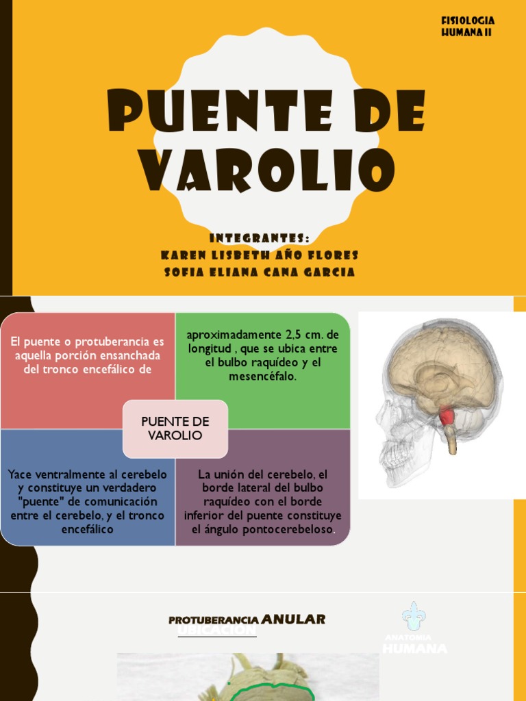 Puente de Varolio Expo | Cerebelo | Anatomía humana