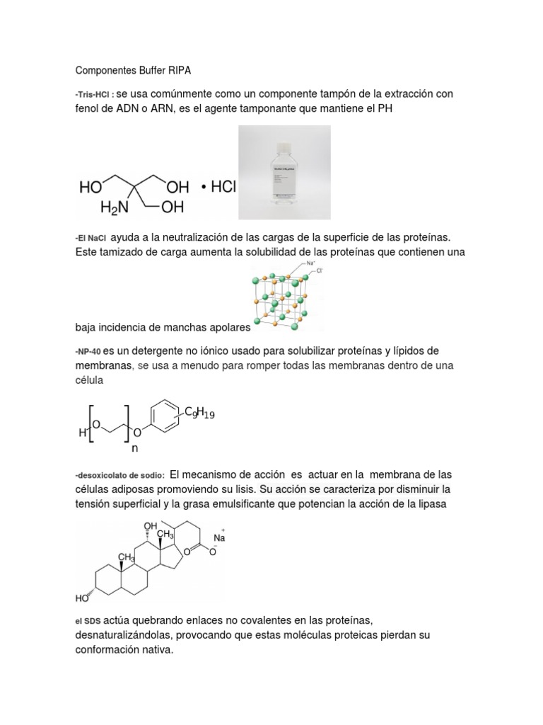 Componentes del Buffer RIPA y sus Funciones | PDF | Cocina, comidas y ...