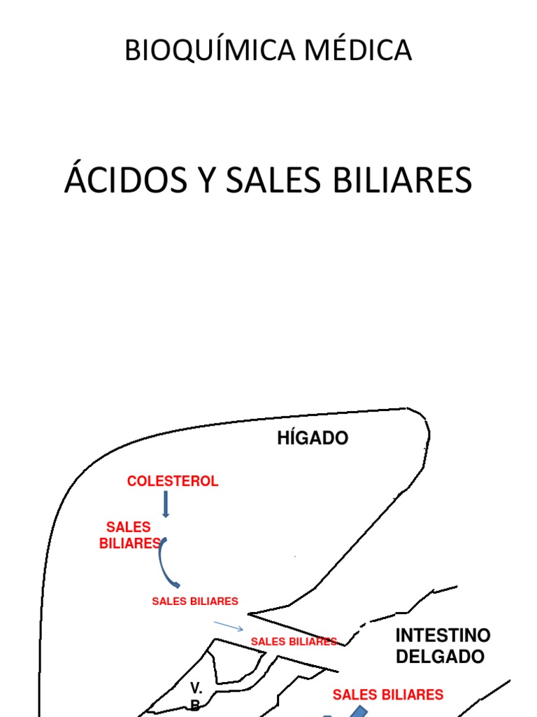 Acidos y Sales Biliares | PDF | Bilis | Anatomía