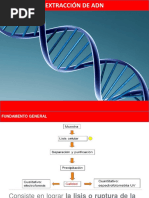 Extracción de ADN Con CTAB | PDF | Biología Celular) | Adn