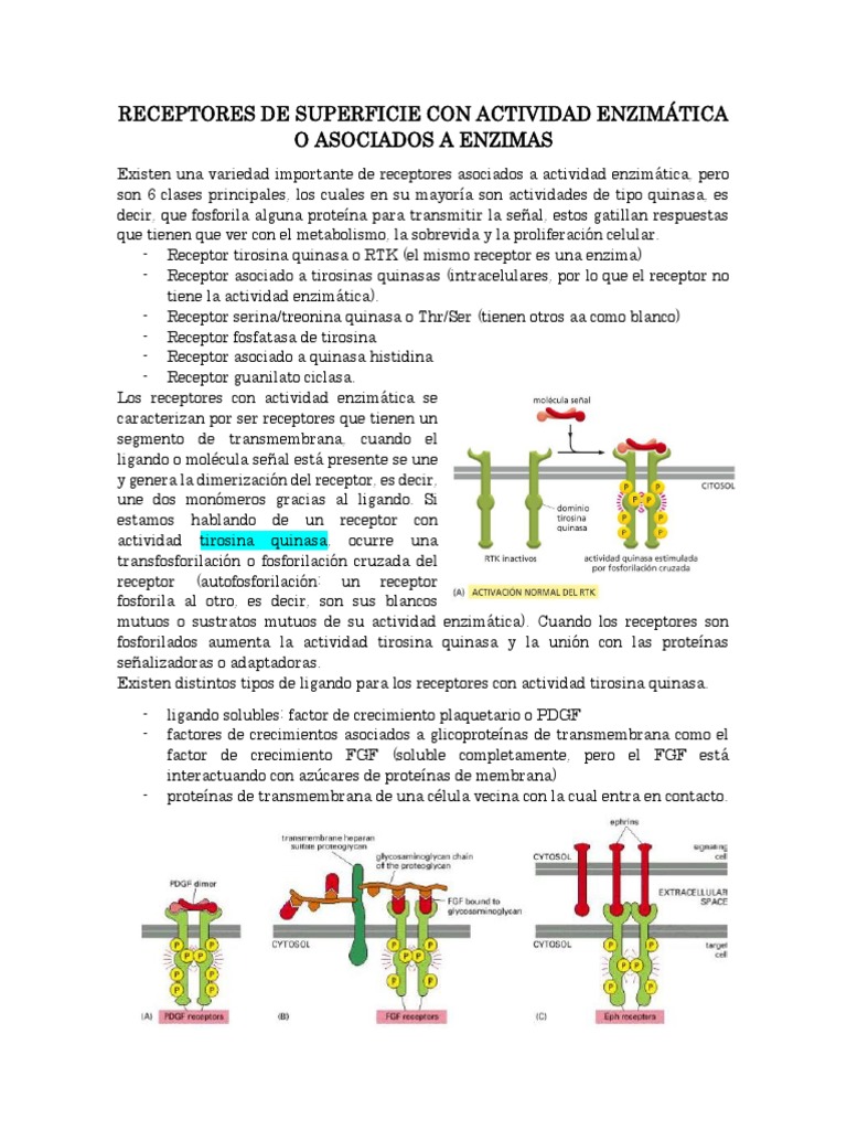 Receptores de Superficie Enzimáticos | PDF | Receptor (Bioquímica ...