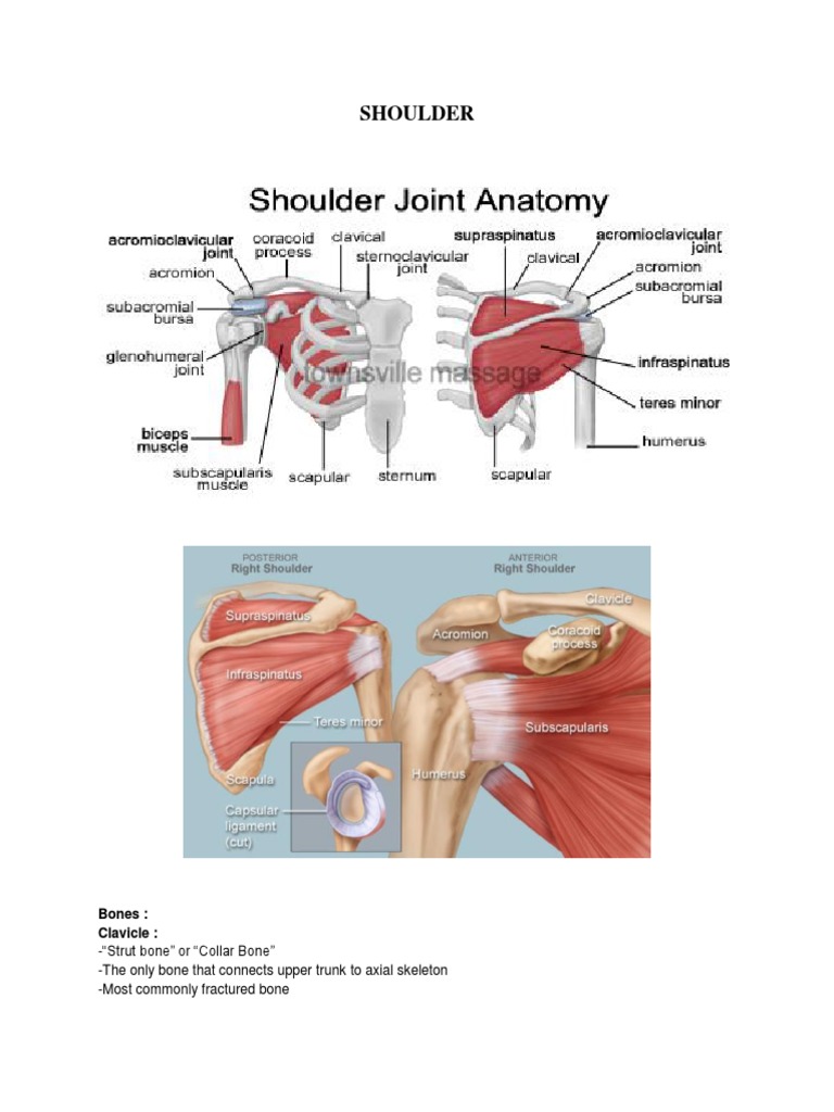 Shoulder Shoulder | PDF | Shoulder | Joints
