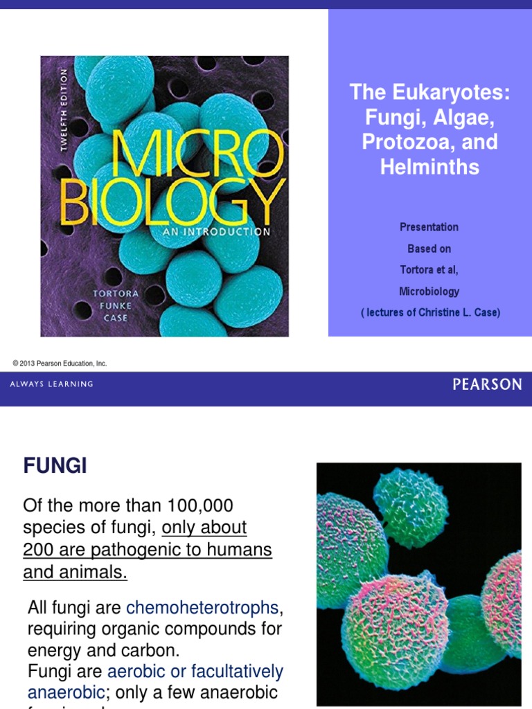 The Eukaryotes: Fungi, Algae, Protozoa, and Helminths: Presentation ...