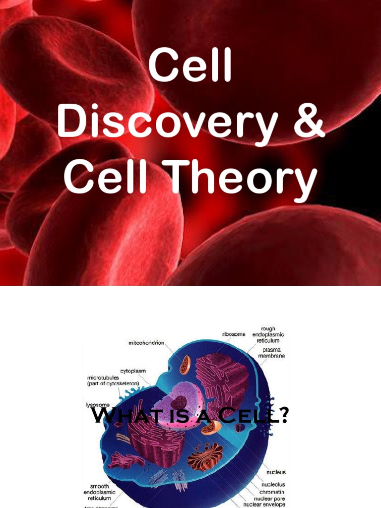 Cell Discovery & Cell Theory | PDF | Cell (Biology) | Biology