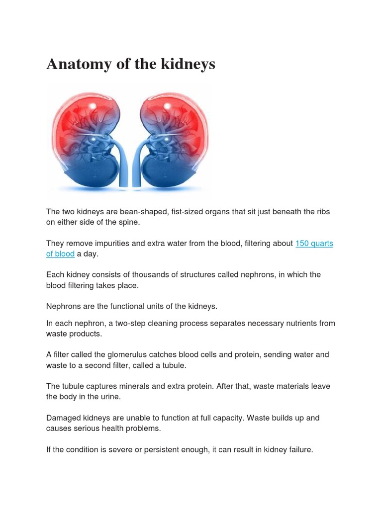 Anatomy of The Kidneys | PDF | Kidney Disease | Systemic Lupus ...