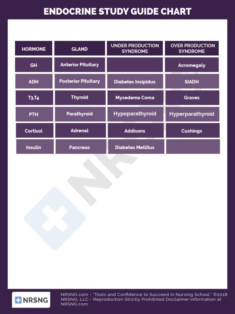 Metend-003-Endocrine System Study Chart | PDF