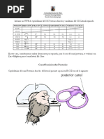 Maniobras para Vértigo Paroxístico Benigno | PDF | Vértigo | Medicina ...