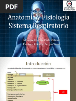 Anatomia de Via Aerea Inferior | PDF | Pulmón | Anatomía