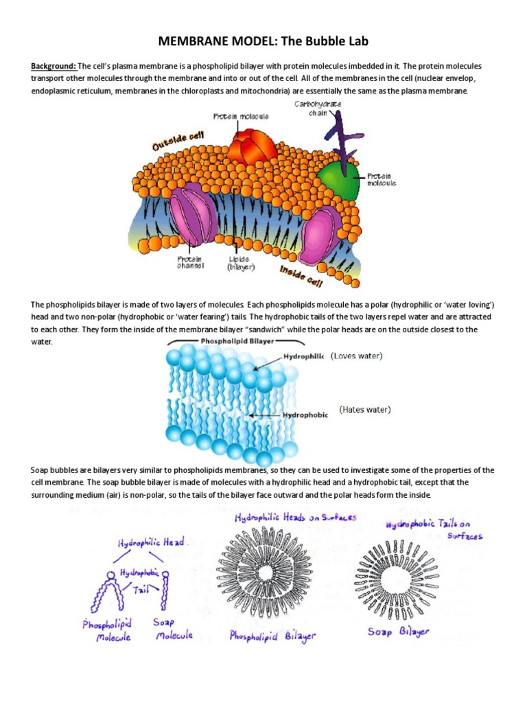 MEMBRANE MODEL: The Bubble Lab | PDF | Cell Membrane | Lipid Bilayer