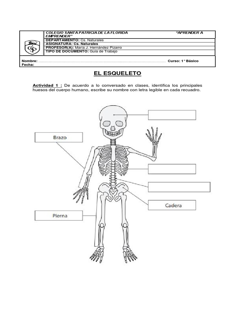 Guia 2 Cs. Naturales El Esqueleto 2° | PDF