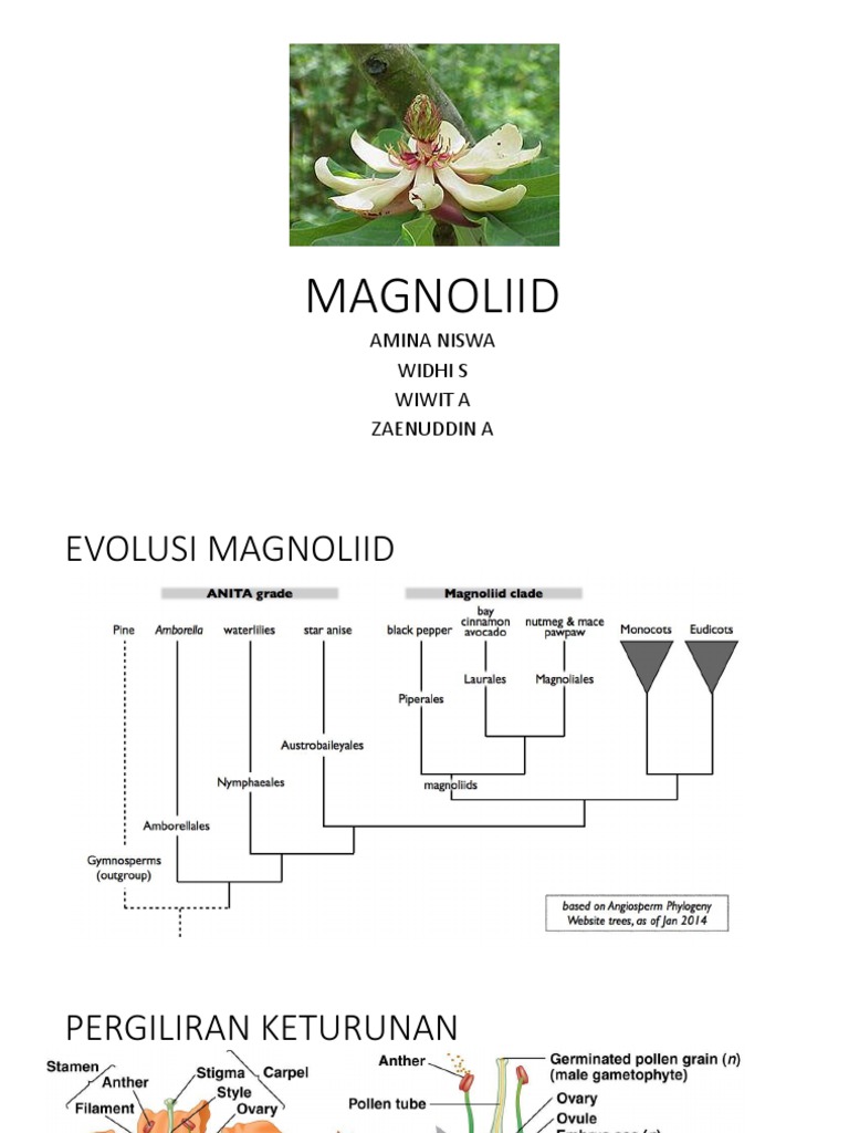 Evolusi dan Sifat Magnoliid | PDF