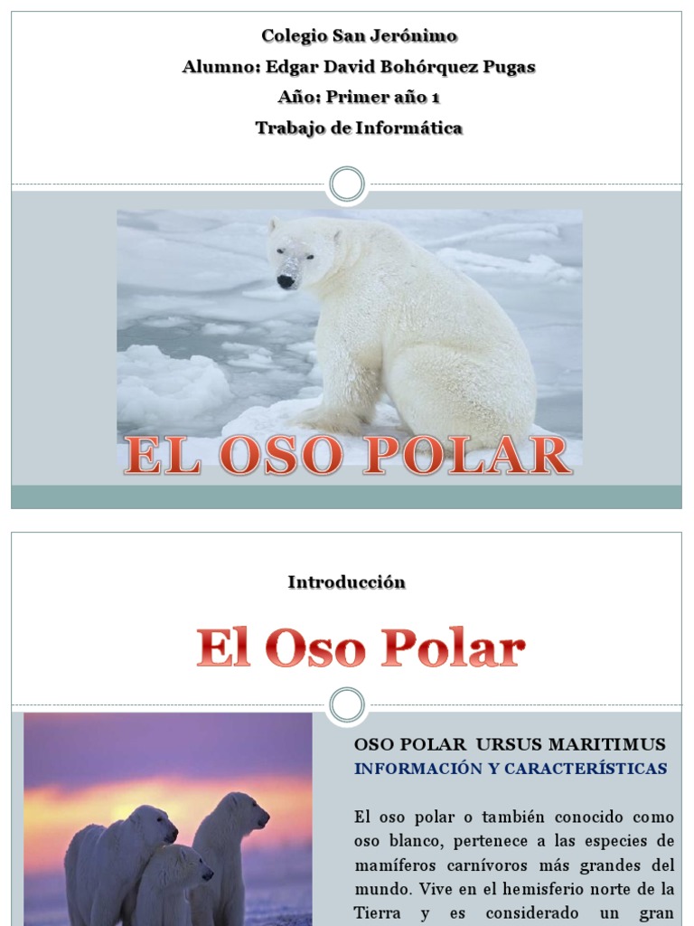 Características del Oso Polar para Niños | PDF | Oso polar | Organismos