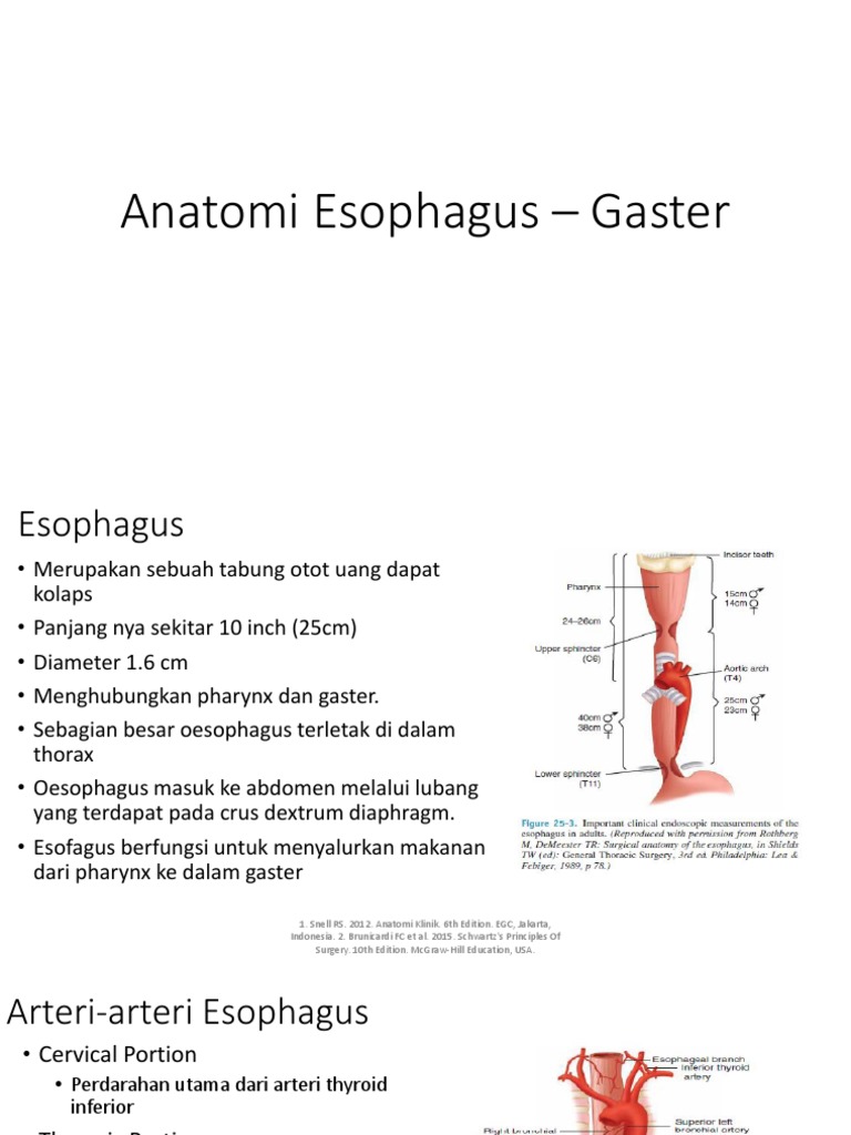 Anatomi Esofagus Dan Gaster | PDF