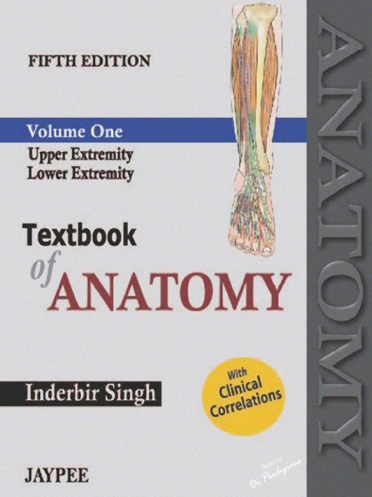 Anatomy PDF | PDF | Anatomical Terms Of Location | Human Leg