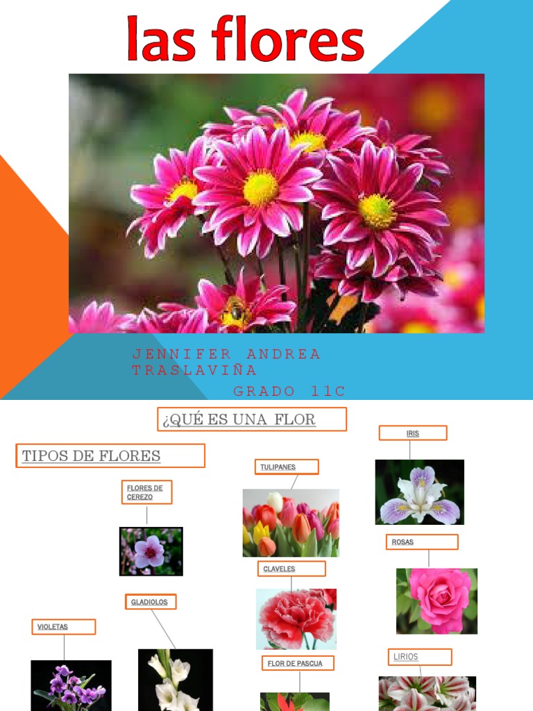 Trabajo Sobre Las Flores | PDF | Tulipán | Lilium