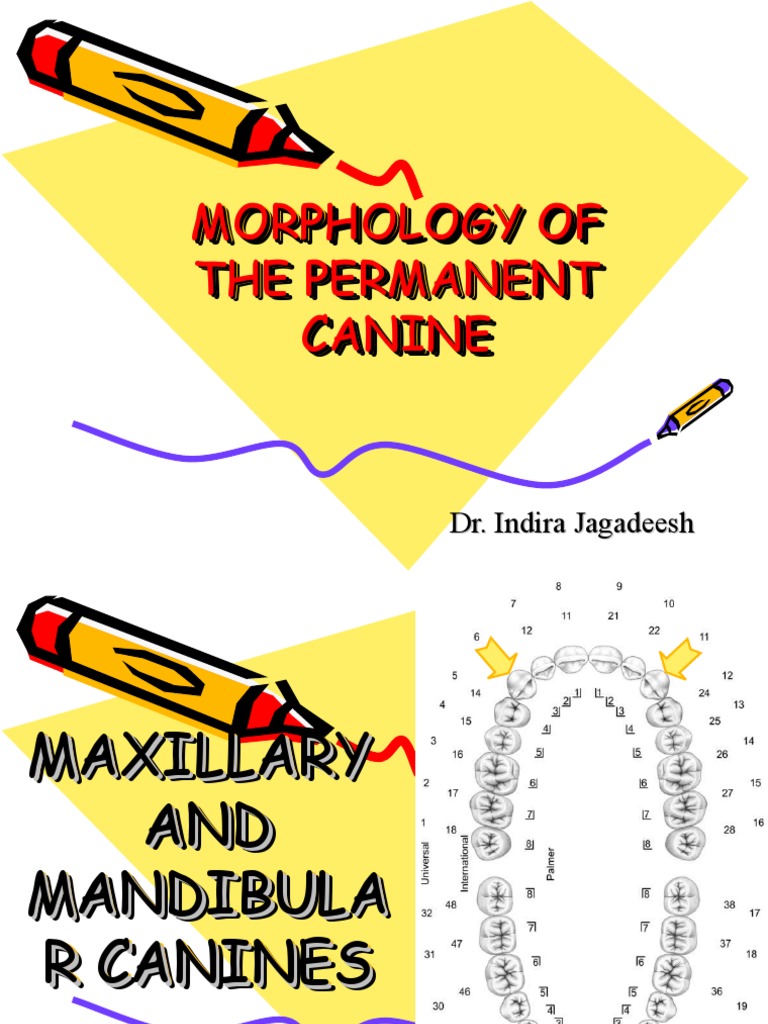 3 Morphology of The Permanent Canine | PDF | Human Anatomy | Dentistry