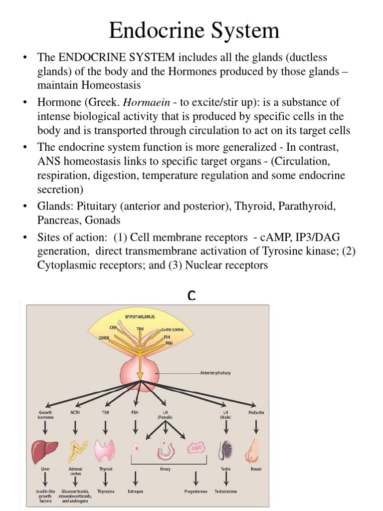 Endocrine | Download Free PDF | Luteinizing Hormone | Adrenal Gland