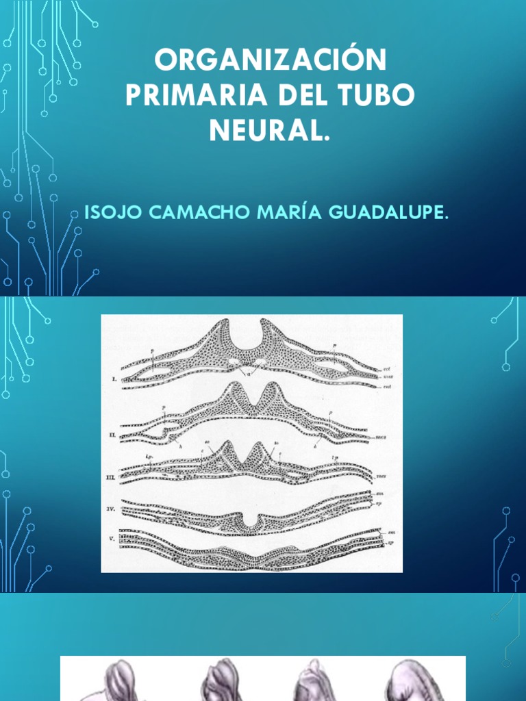 Organización Primaria Del Tubo Neural.: Isojo Camacho María Guadalupe | PDF