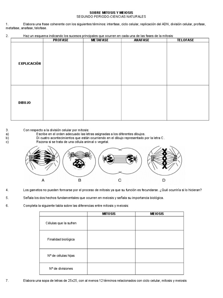 Mitosis y Meiosis: Taller Grado Sexto | PDF