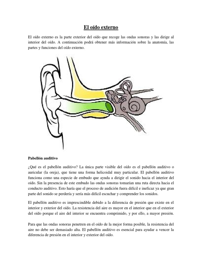 Partes y funciones del oído humano | PDF | Oído | Escuchando