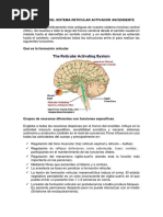Lobulo de La Insula | PDF | Corteza Insular | Lóbulo temporal