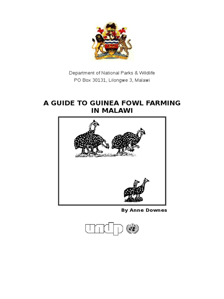 GUIDE TO GUINEA FOWL FARMING IN MALAWI | PDF | Chicken | Birds