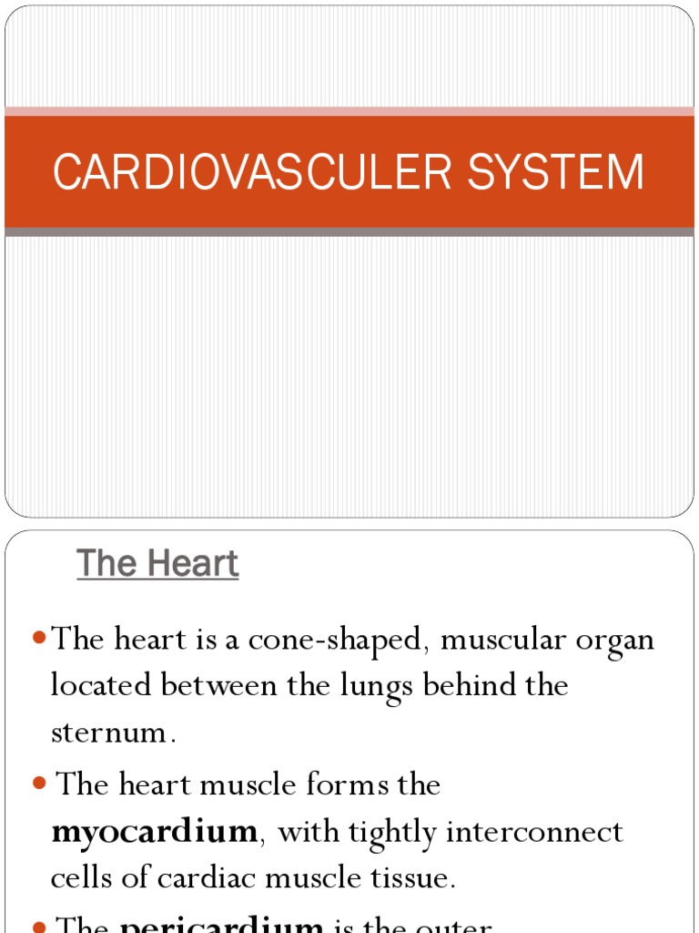 Cardiovascular System | Download Free PDF | Heart | Artery