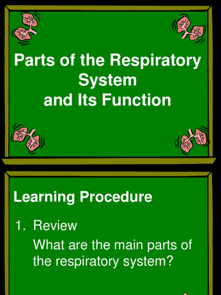 Lesson 2 Parts of The Respiratory System | PDF | Respiratory Tract ...